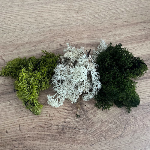 Core Moss Collection - Dreamees